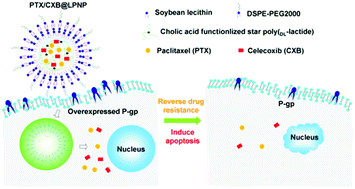 Lipid–polymer hybrid nanoparticles for synergistic drug delivery to ...