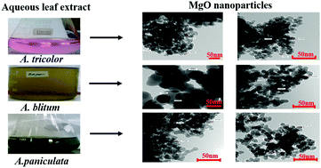 Biosynthesis and characterization of MgO nanoparticles from plant ...