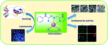 Mixed-ligand copper(ii) Schiff base complexes: the vital role of co ...