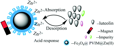 Fe3O4@PVIM@Zn(ii) magnetic microspheres for luteolin recognition via ...
