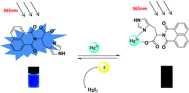 A novel histidine-functionalized 1,8-naphthalimide-based fluorescent chemosensor for the ...