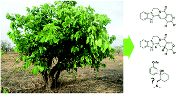Nauclea latifolia: biological activity and alkaloid phytochemistry of a ...