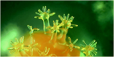 Natural products from myxobacteria: novel metabolites and bioactivities ...