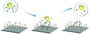 Probing protein complexes inside living cells using a silicon nanowire ...