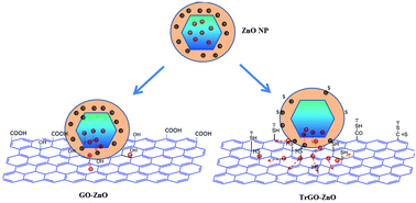 Charge transfer and surface defect healing within ZnO nanoparticle ...