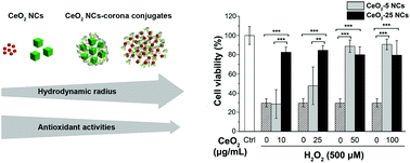 Hydrophilic CeO2 nanocubes protect pancreatic β-cell line INS-1 from ...