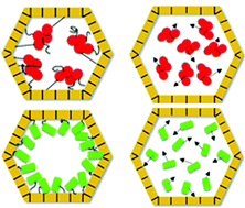 Cargo–shell and cargo–cargo couplings govern the mechanics of ...