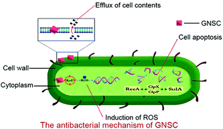 Antibacterial properties and mechanisms of gold–silver nanocages ...
