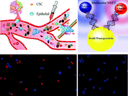 Designing a multicolor long range nanoscopic ruler for the imaging of ...