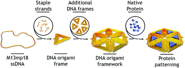Protein patterning by a DNA origami framework - Nanoscale (RSC Publishing)