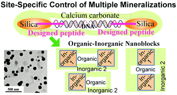 Site-specific control of multiple mineralizations using a designed ...