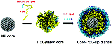 Self-assembly of core-polyethylene glycol-lipid shell (CPLS ...