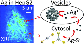 Visualization, quantification and coordination of Ag+ ions released ...