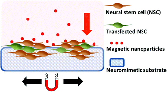 Nanoengineering neural stem cells on biomimetic substrates using ...
