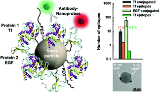 Constructing bifunctional nanoparticles for dual targeting: improved ...