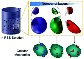 Probing cell internalisation mechanics with polymer capsules ...