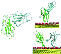 Citrate-stabilized gold nanoparticles hinder fibrillogenesis of a ...