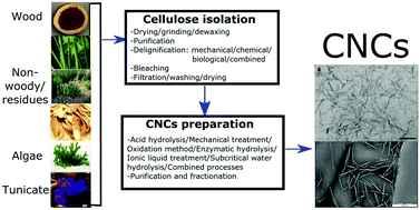 Recent progress in cellulose nanocrystals: sources and production ...