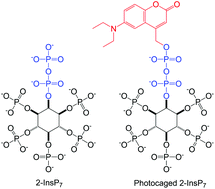 Synthesis of 2-diphospho-myo-inositol 1,3,4,5,6-pentakisphosphate and a ...