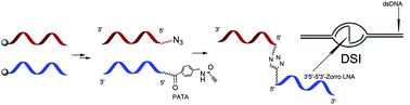 Fast and efficient synthesis of Zorro-LNA type 3′-5′-5′-3 ...