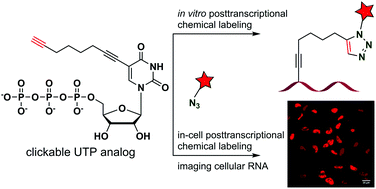 A clickable UTP analog for the posttranscriptional chemical labeling ...