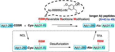 Efficient synthesis of longer Aβ peptides via removable backbone ...