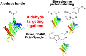 Site-selective incorporation and ligation of protein aldehydes ...