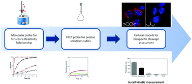 From solution to in-cell study of the chemical reactivity of acid ...