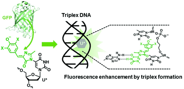 Fluorescence enhancement of oligodeoxynucleotides modified with green ...
