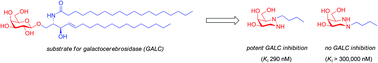 Synthesis and evaluation of N-alkylated analogues of aza-galacto ...
