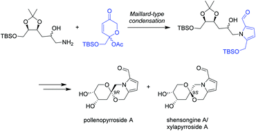 Synthesis of the 2-formylpyrrole spiroketal pollenopyrroside A and ...