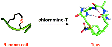 An in-tether sulfilimine chiral center induces β-turn conformation in ...