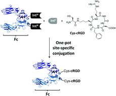 Access to site-specific Fc–cRGD peptide conjugates through streamlined ...