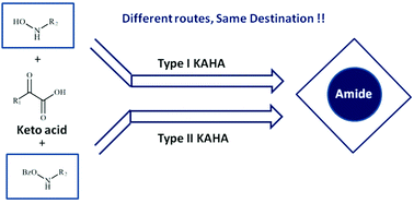 A revised mechanism for the α-ketoacid hydroxylamine amide forming ...