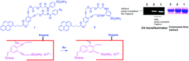 Enediyne-based protein capture agents: demonstration of an enediyne ...