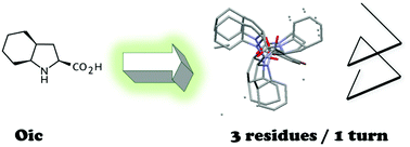 Construction of a polyproline structure with hydrophobic exterior using ...