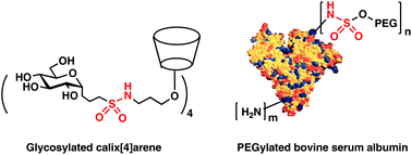 SuFEx: a metal-free click ligation for multivalent biomolecules ...