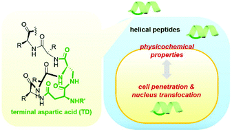 Improving cell penetration of helical peptides stabilized by N-terminal ...