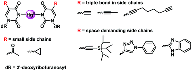 MercuryII-mediated base pairs in DNA: unexpected behavior in metal ion ...