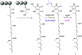 A linear hydroxymethyl tetramate undergoes an acetylation–elimination ...