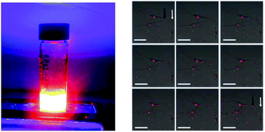 Red-emitting protein-coated conjugated polymer nanoparticles ...