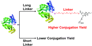 Enhancing the conjugation yield of brush polymer–protein conjugates by ...