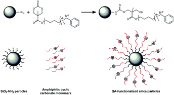 Antimicrobial silica particles synthesized via ring-opening grafting of ...