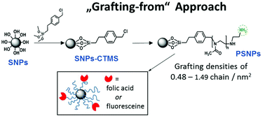 Formation of polyoxazoline-silica nanoparticles via the surface ...