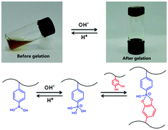 Mussel-inspired multifunctional supramolecular hydrogels with self ...