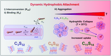 Tunable dynamic hydrophobic attachment of guest molecules in ...