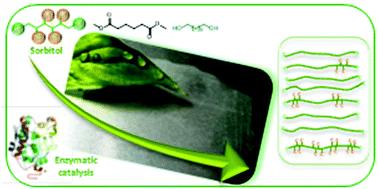 Sustainable coatings from bio-based, enzymatically synthesized ...