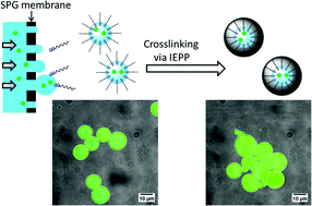 Synthesis of microcapsules using inverse emulsion periphery RAFT ...