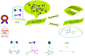 Shape-memory and self-healing polyurethanes based on cyclic poly(ε-caprolactone) - Polymer ...