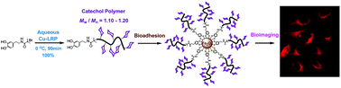 Synthesis of well-defined catechol polymers for surface ...